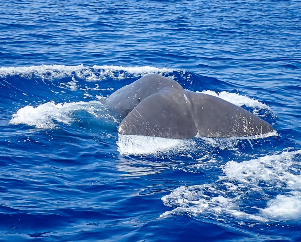 Fin Whales Feeding on the Surface (Drone Video)