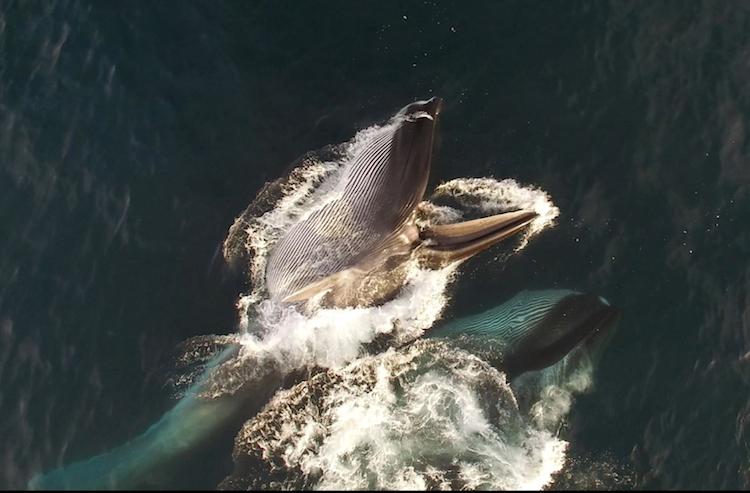 Fin Whales Feeding on the Surface (Drone Video)